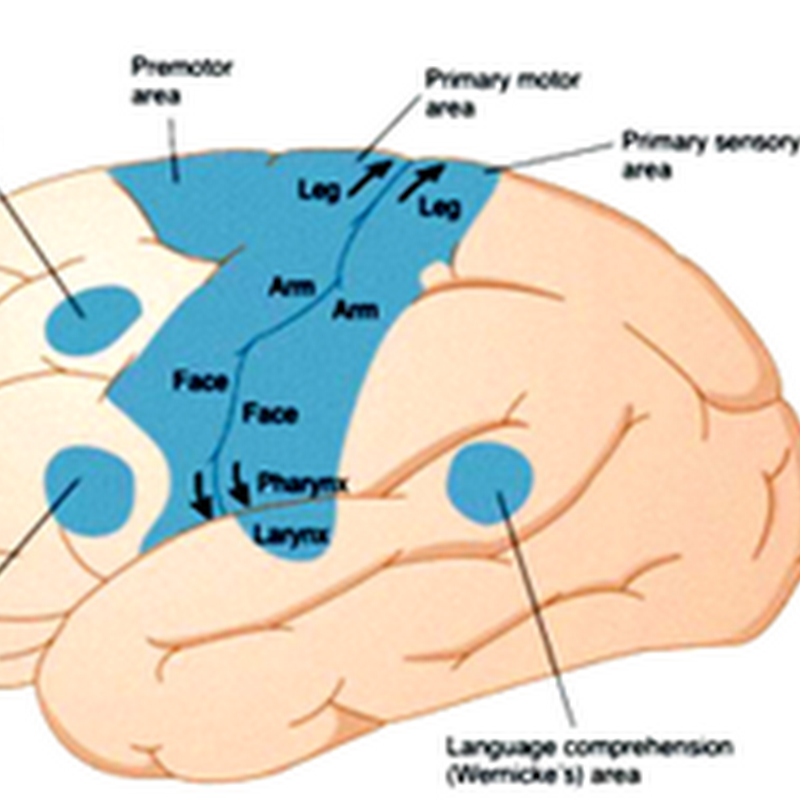 The structure and functional localization of the cerebral cortex II ...
